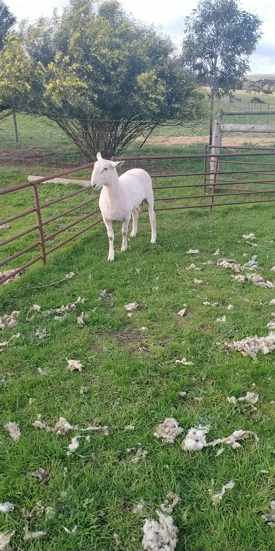 Private Sales | Farmclearingsales.com.au