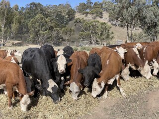 Private Sales | Farmclearingsales.com.au