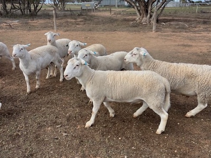 Private Sales | Farmclearingsales.com.au